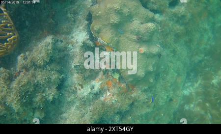 Neon Goby (Elacatinus oceanops) Actinopterygii Stock Photo - Alamy