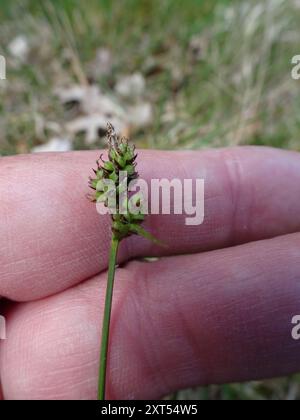 Pill Sedge (Carex pilulifera) Plantae Stock Photo - Alamy