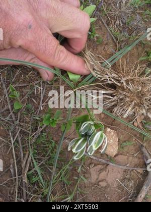 Thick Slime-lily (Albuca setosa) Plantae Stock Photo - Alamy