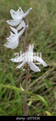 Wild Blue Larkspur (Delphinium carolinianum) Plantae Stock Photo - Alamy