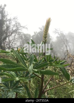 Broadleaf Lupine (Lupinus latifolius) Plantae Stock Photo - Alamy