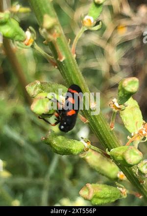 (Cercopis intermedia) Insecta Stock Photo - Alamy