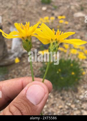 Skyline Goldenweed (Stenotus armerioides armerioides) Plantae Stock ...