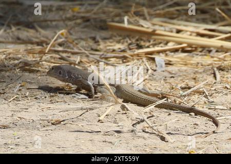 Marbled Whiptail (Aspidoscelis marmoratus Stock Photo - Alamy