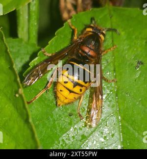 Median Wasp (Dolichovespula media) Insecta Stock Photo - Alamy