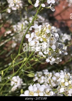 Pepperweeds (Lepidium) Plantae Stock Photo - Alamy