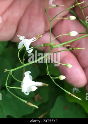 White Inside-out Flower (Vancouveria hexandra) Plantae Stock Photo - Alamy