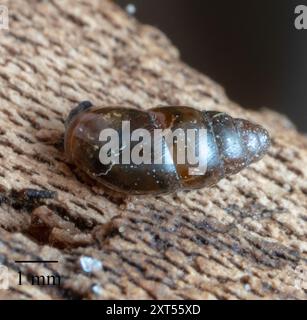 Glossy Pillar (Cochlicopa lubrica) Mollusca Stock Photo - Alamy