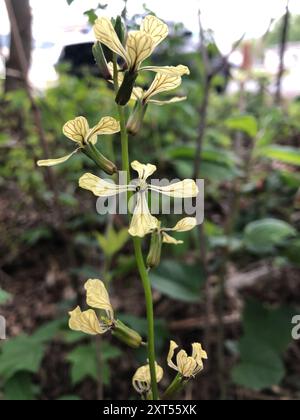 rocketsalad (Eruca vesicaria) Plantae Stock Photo - Alamy