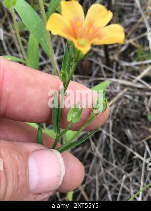 Yellow Flax (Linum rigidum) Plantae Stock Photo - Alamy