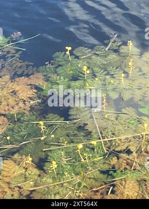 Leafy Bladderwort (Utricularia foliosa) Plantae Stock Photo - Alamy