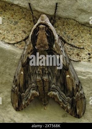 Elm Sphinx (Ceratomia amyntor) Insecta Stock Photo - Alamy