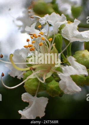 Subcostate Crape Myrtle (Lagerstroemia subcostata) Plantae Stock Photo ...