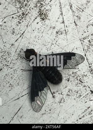 Black Banded Bee Fly (Hemipenthes morio) Insecta Stock Photo - Alamy