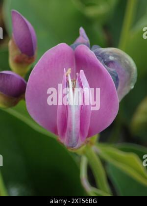 (Canavalia lineata) Plantae Stock Photo - Alamy