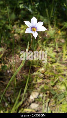 Blue Pigroot (Sisyrinchium micranthum) Plantae Stock Photo - Alamy