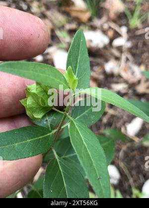 White Four o'Clock (Mirabilis albida) Plantae Stock Photo - Alamy