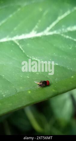 Flat-footed Flies (Platypezidae) Insecta Stock Photo - Alamy