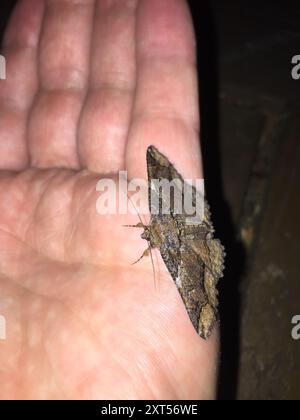 Colorful Zale Moth (Zale minerea) Insecta Stock Photo - Alamy