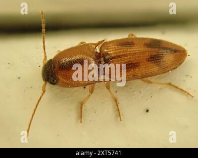Sweet Click Beetle (Aeolus mellillus) Insecta Stock Photo - Alamy