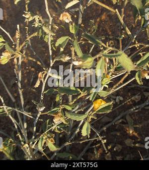 (Sida ovata) Plantae Stock Photo - Alamy