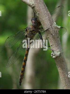 Baskettails (Epitheca) Insecta Stock Photo - Alamy