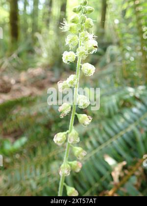 fringe cups (Tellima grandiflora) Plantae Stock Photo - Alamy
