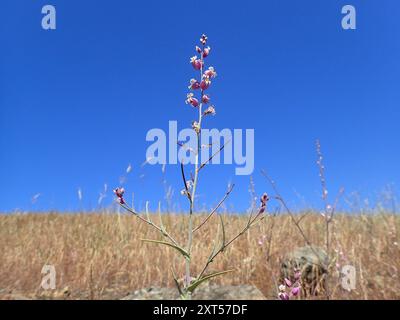 most beautiful jewelflower (Streptanthus glandulosus glandulosus ...