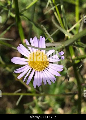 Leafy Fleabane (Erigeron foliosus) Plantae Stock Photo - Alamy