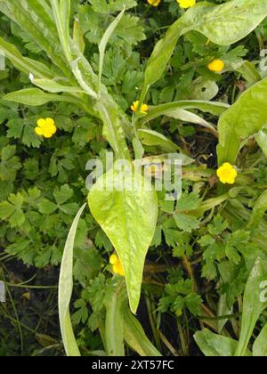 Winged Everlasting Daisy (Ammobium alatum) Plantae Stock Photo - Alamy