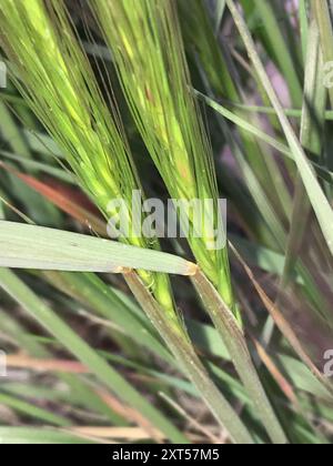 Squirreltail (Elymus elymoides) Plantae Stock Photo - Alamy