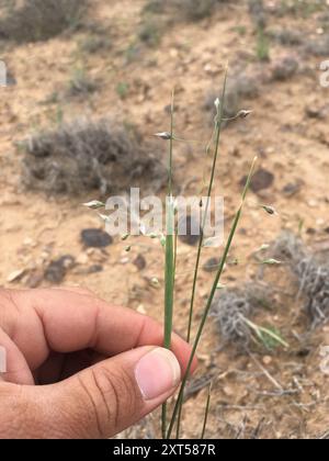 Sand Ricegrass (Eriocoma hymenoides) Plantae Stock Photo - Alamy