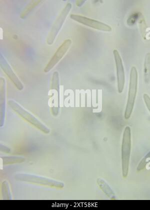 swamp beacon (Mitrula elegans) Fungi Stock Photo - Alamy