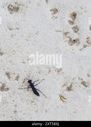 Cutworm Wasps (Podalonia) Insecta Stock Photo - Alamy