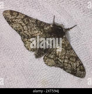 Peppered Moth (Biston betularia) Insecta Stock Photo - Alamy