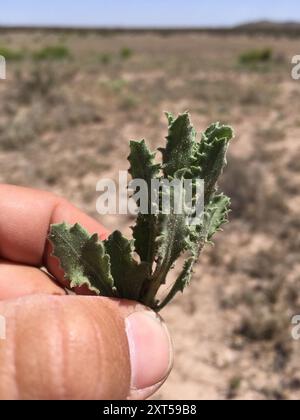 (Xanthisma viscidum) Plantae Stock Photo - Alamy
