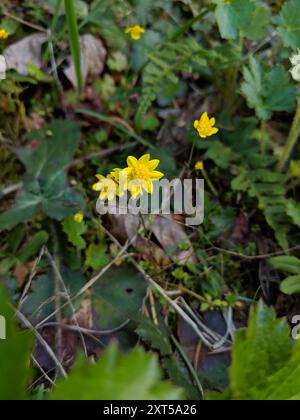 spring gold (Crocidium multicaule), Plantae, Josephine County, OR, USA ...