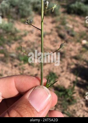 littlepod false flax (Camelina microcarpa Stock Photo - Alamy