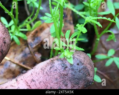 false mermaid (Floerkea proserpinacoides) Plantae Stock Photo - Alamy
