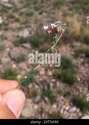 white bladderpod (Physaria purpurea) Plantae Stock Photo - Alamy