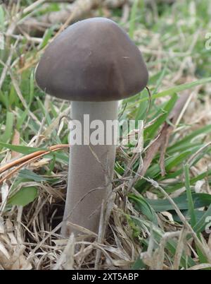 (Oudemansiella gigaspora) Fungi Stock Photo - Alamy