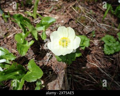 American Globeflower (Trollius laxus) Plantae Stock Photo - Alamy