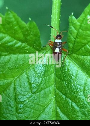 (Closterotomus biclavatus) Insecta Stock Photo - Alamy
