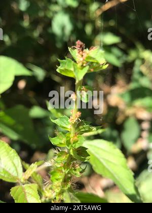 shrubby copperleaf (Acalypha phleoides) Plantae Stock Photo - Alamy