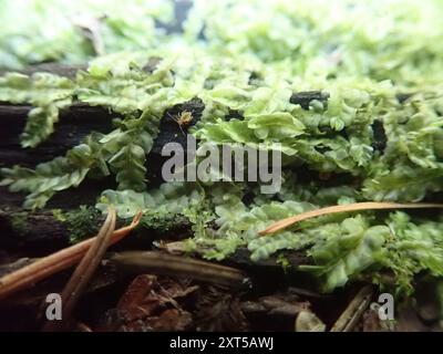 Square-leaved Crestwort (Chiloscyphus polyanthos) Plantae Stock Photo ...