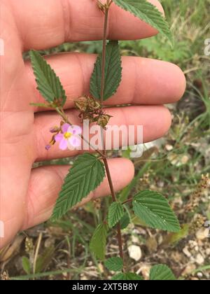 Pyramid Flower (Melochia pyramidata) Plantae Stock Photo - Alamy