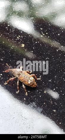 Pine Weevils (Pissodes) Insecta Stock Photo - Alamy