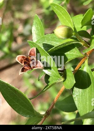 littleleaf mock orange (Philadelphus microphyllus) Plantae Stock Photo ...