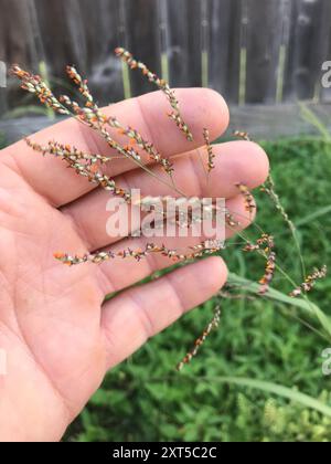 Kleingrass (Panicum coloratum) Plantae Stock Photo - Alamy