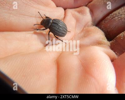 (Pimelia muricata) Insecta Stock Photo - Alamy